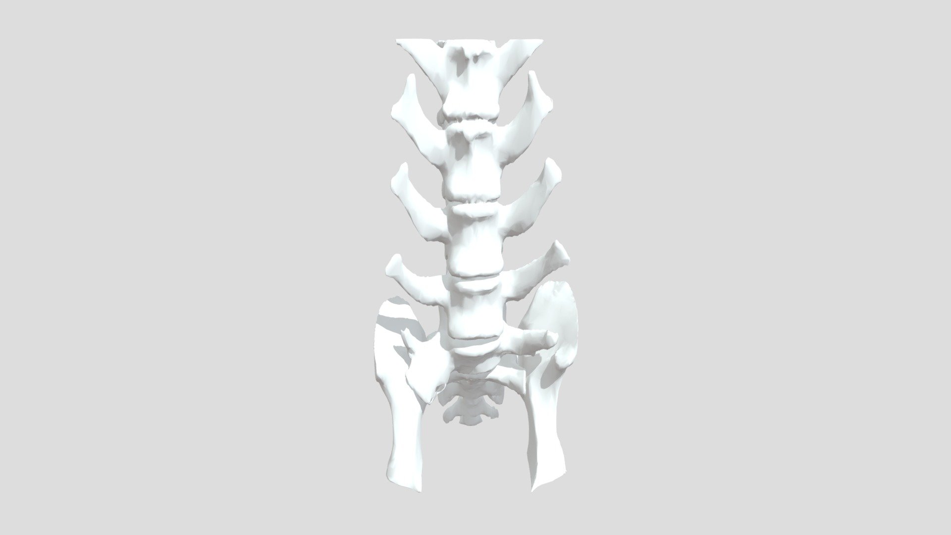 COLUNA CAO - Download Free 3D model by joaoheitorfreitas [6f8bbe7 ...