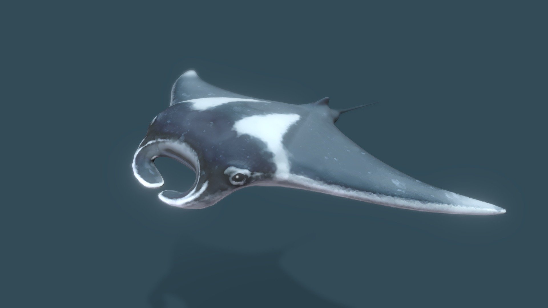 Manta - 3D model by eva meurice (@evameurice) [6f8e522] - Sketchfab