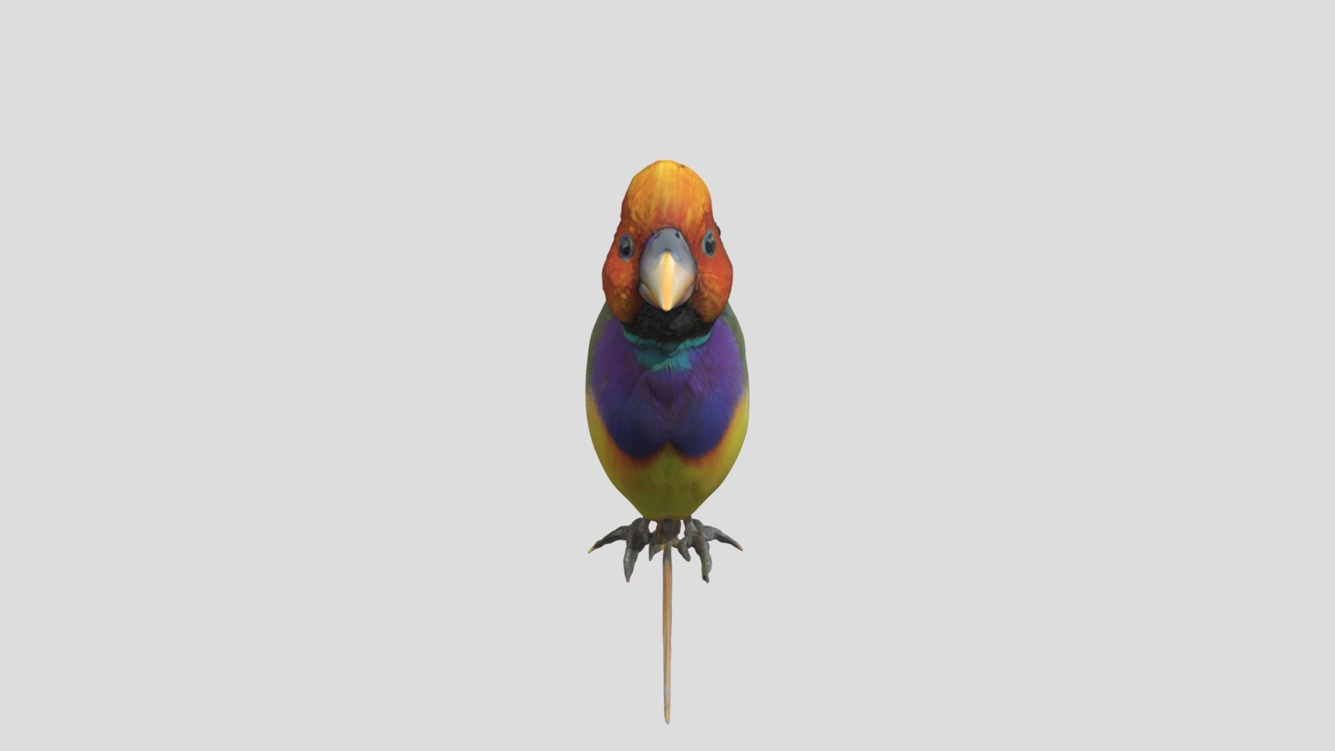 Colorful Finch - Download Free 3D model by ConnorGH2012 [6f98181 ...