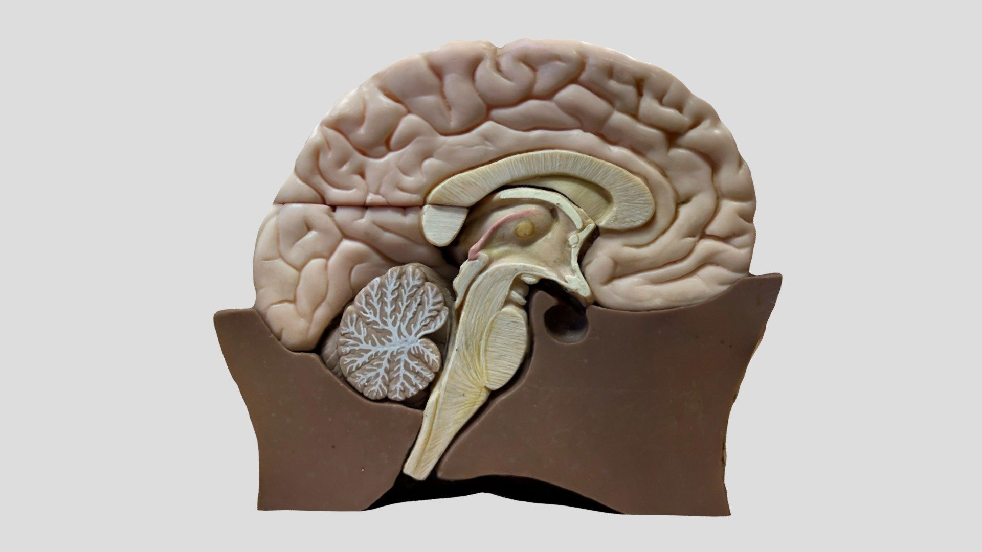 Human brain model scan - Download Free 3D model by UoN SVMS Centre of ...