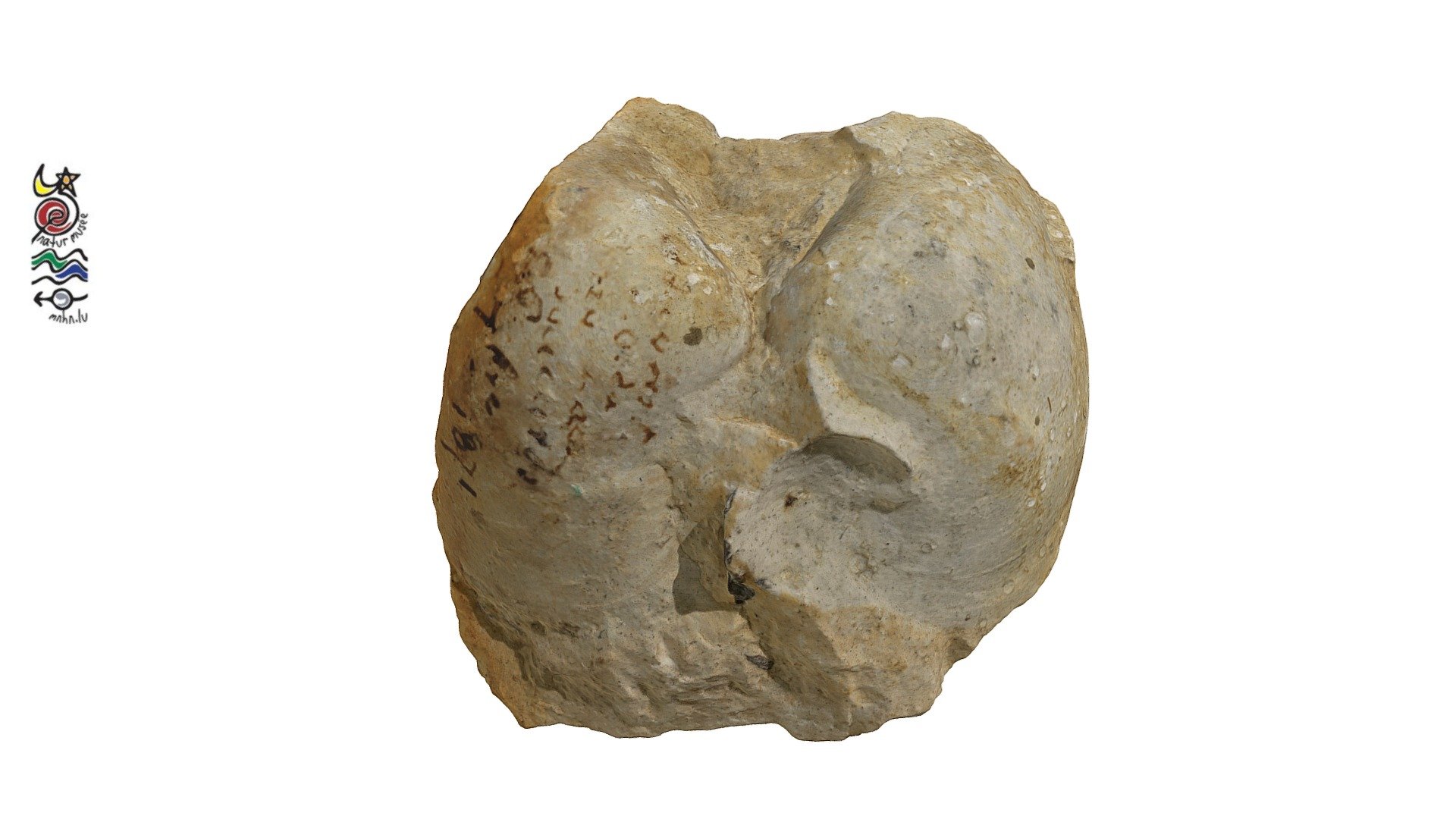 Cardium intextum EP25768 - Download Free 3D model by Musée national d ...