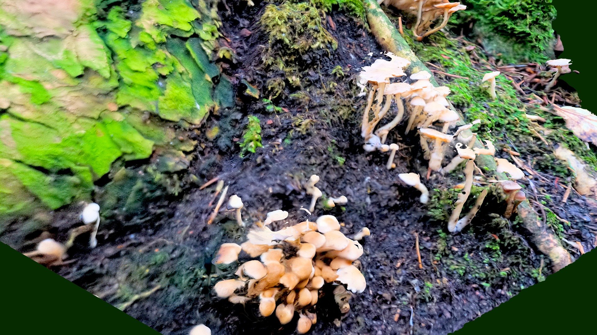 Fungi - 3D model by John Toeppen (@toeppen) [6fa92f3] - Sketchfab