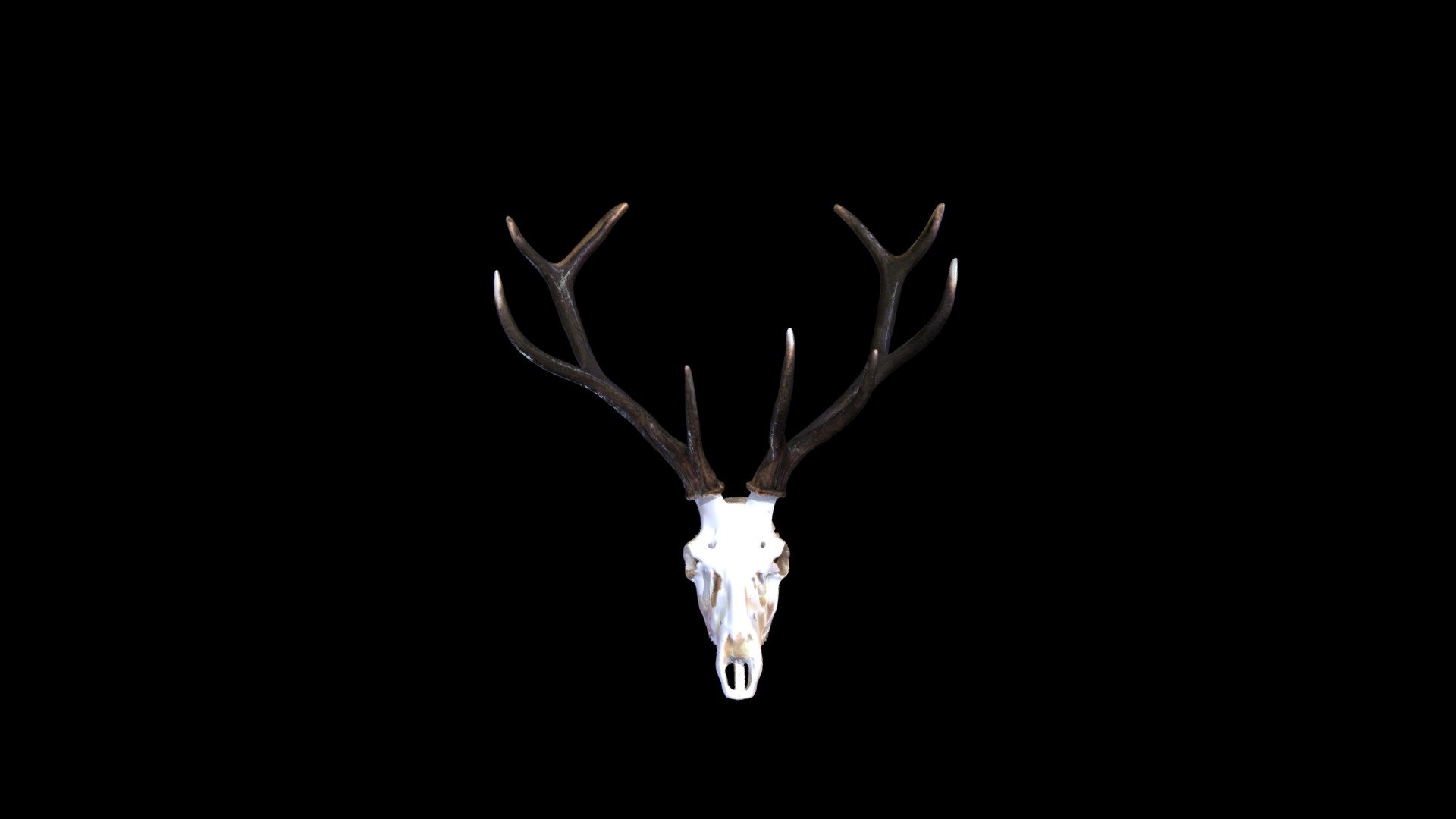 Deer skull - 3D model by TPI (@KD-TPI) [6faaf47] - Sketchfab