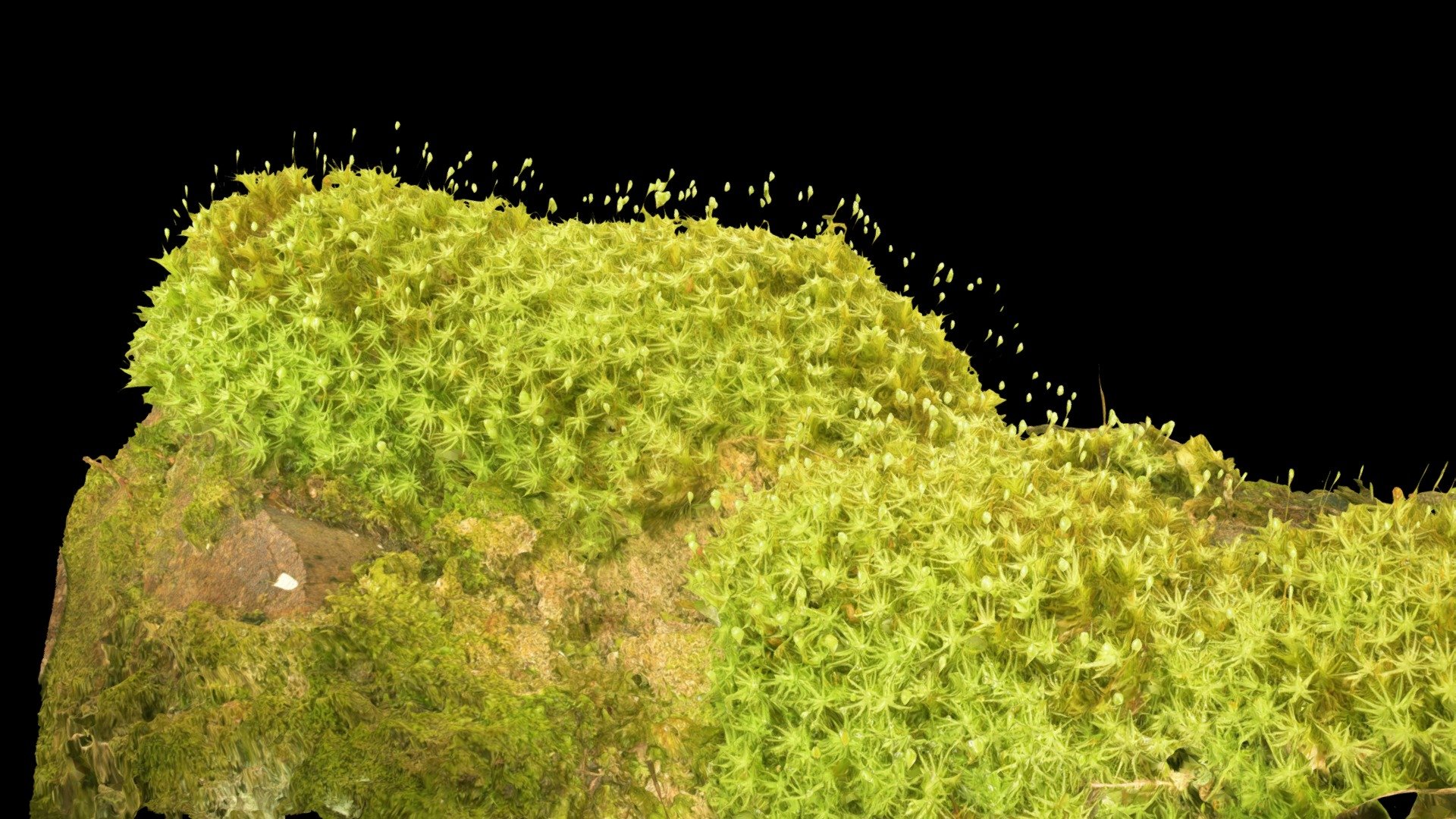 タマゴケ Apple Moss, Bartramia pomiformis - Download Free 3D model by ffish ...