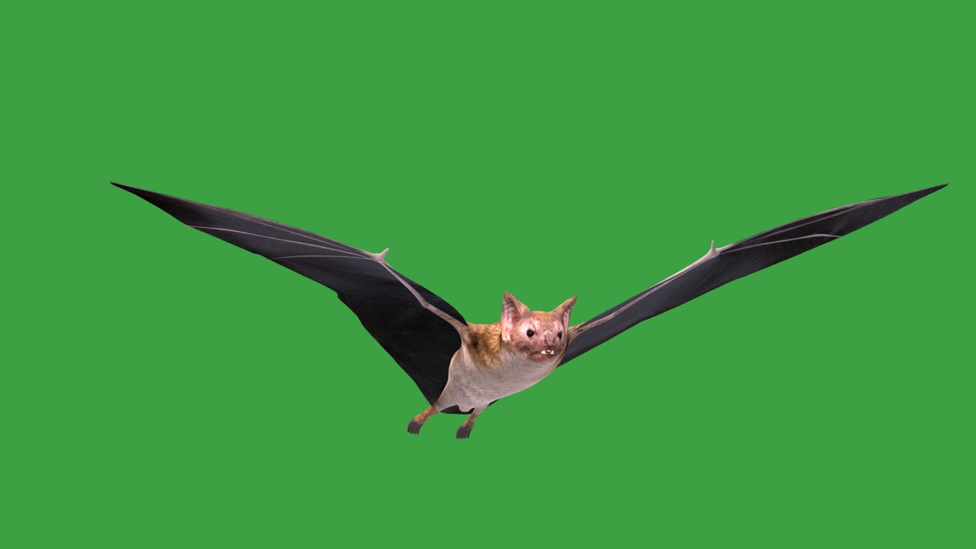 Vampire Bat - 3D model by Nyilonelycompany [6fabfa7] - Sketchfab