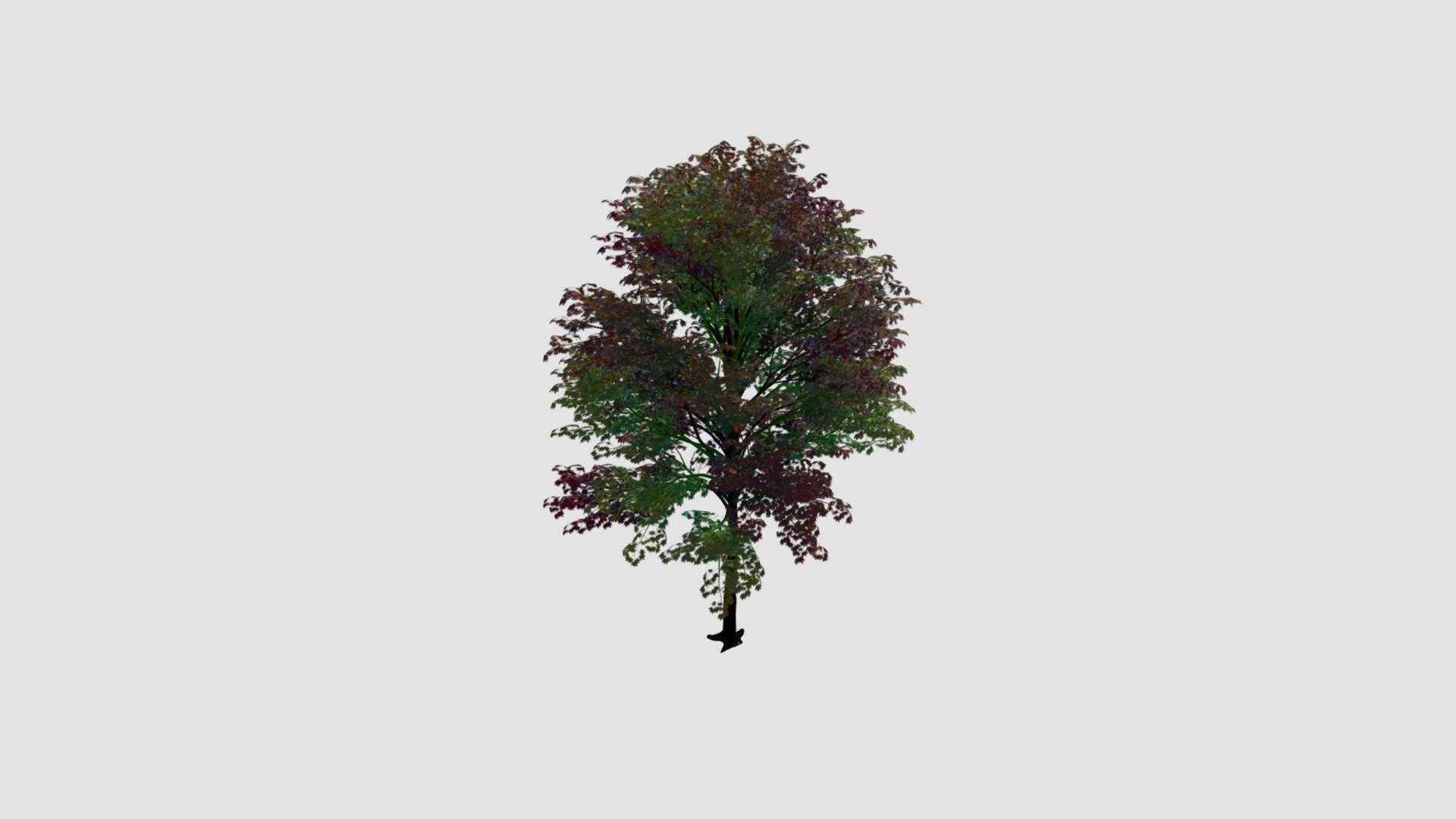 Tree - Buy Royalty Free 3D model by Evermotion [6fb3720] - Sketchfab Store