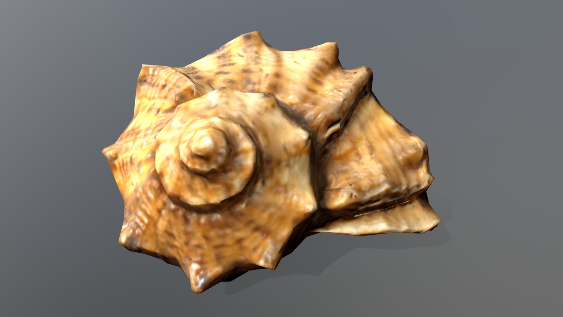Shell - Download Free 3D model by Auhes [6fb53fd] - Sketchfab