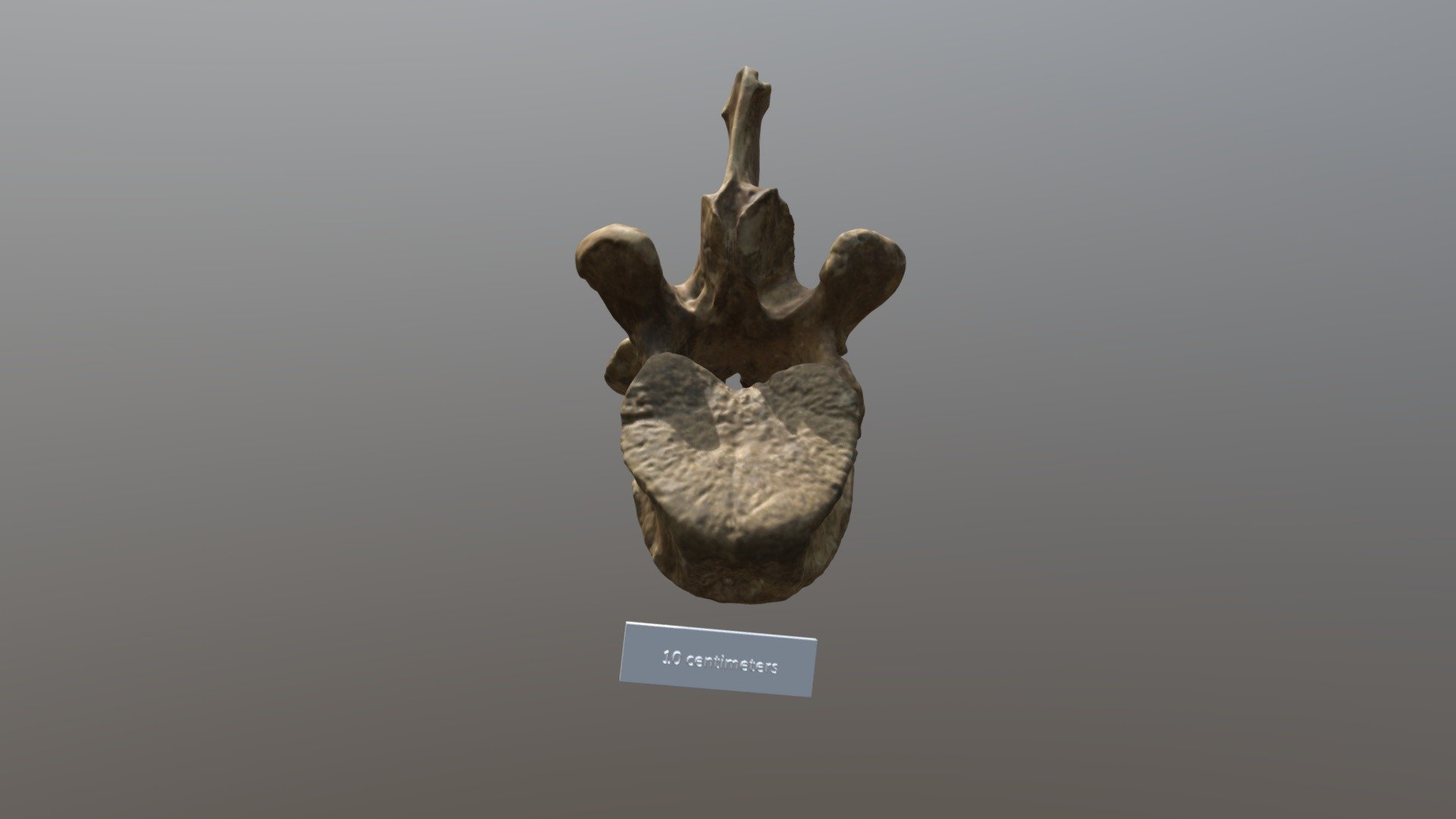 Mastodon Vertebra (VCU_3D_3877) - Download Free 3D model by Virtual ...
