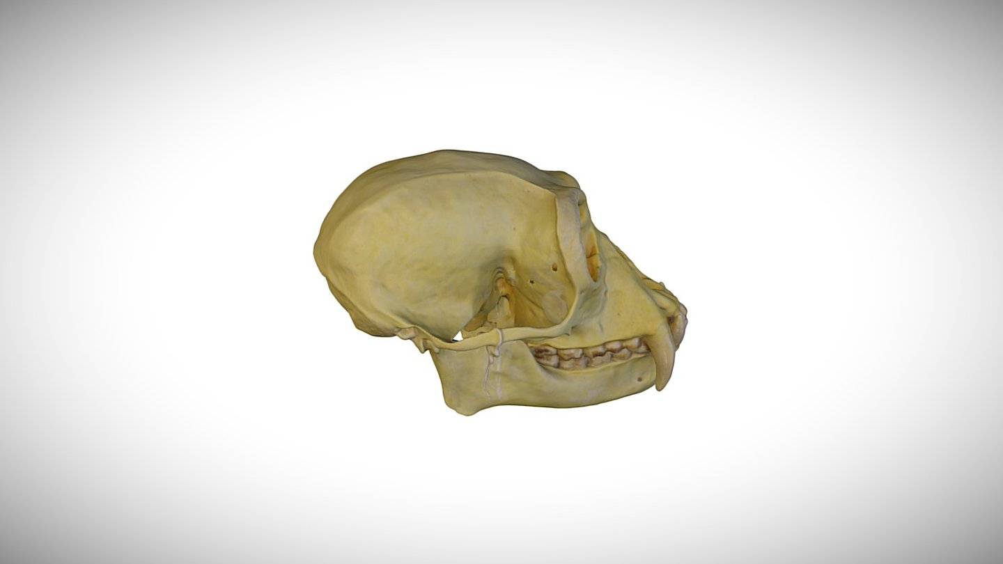 Siamang / CAS:MAM:23924 - 3D model by California Academy of Sciences ...