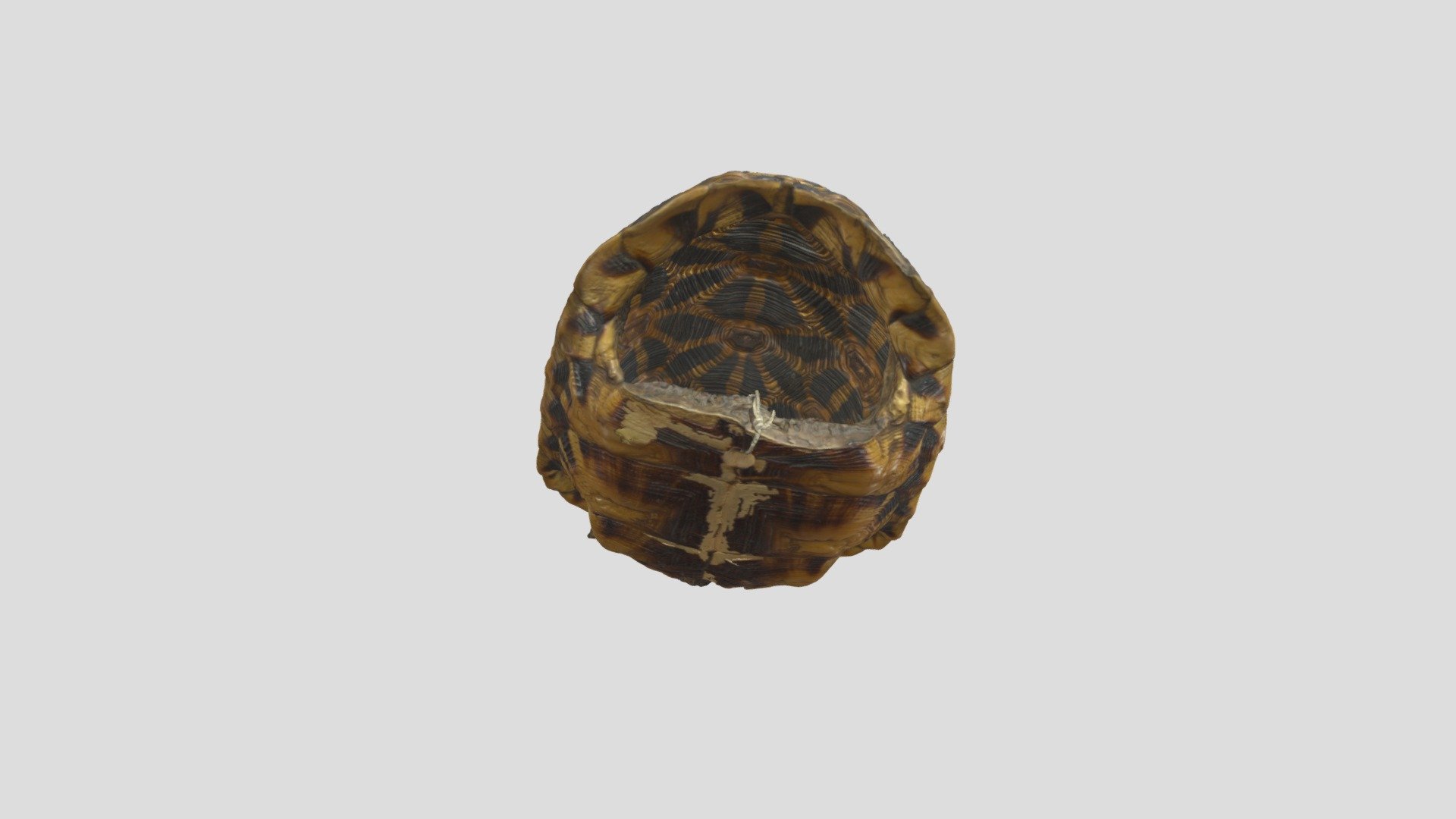Geometric tortoise (Testudo geometrica) - 3D model by EvoMorphoLab ...