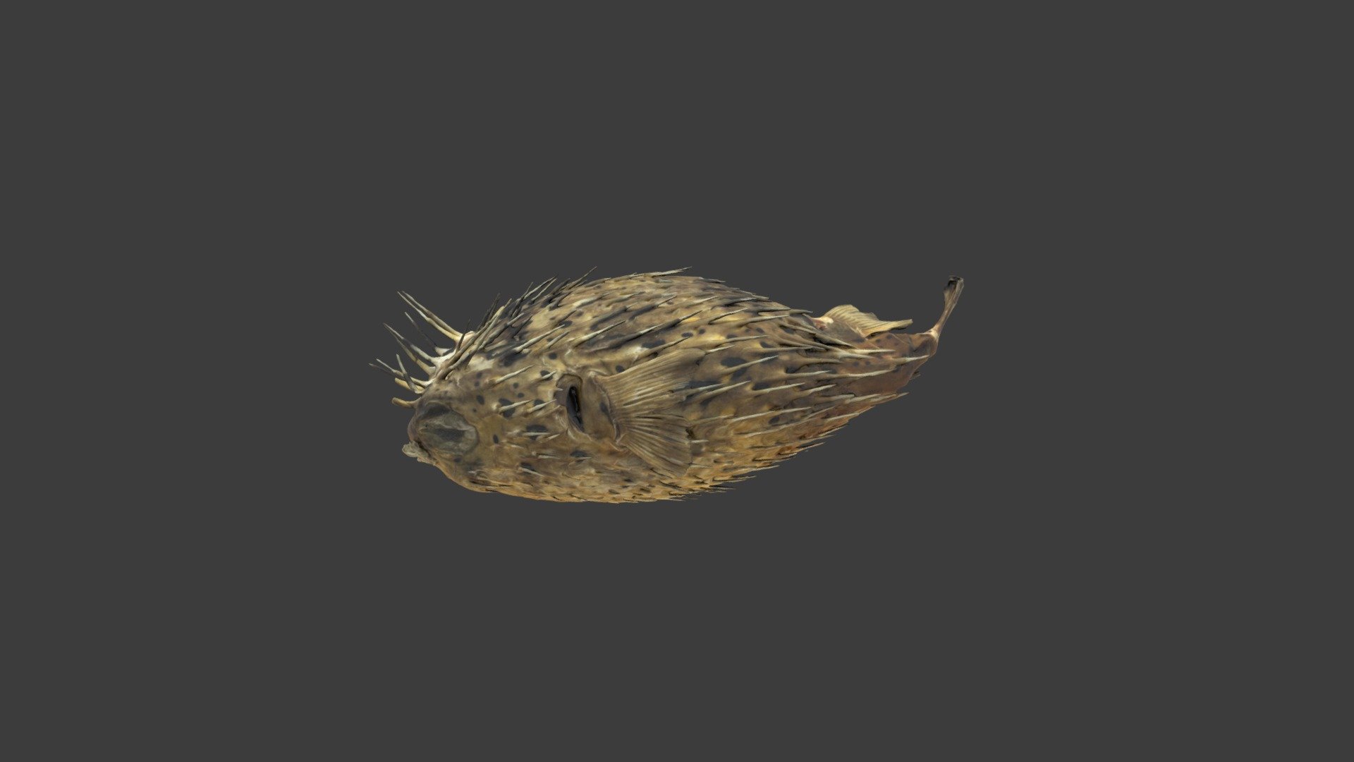 Diodon hystrix - Download Free 3D model by The Smithsonian Institution ...