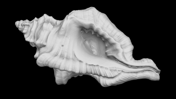 Seashell 3D models - Sketchfab