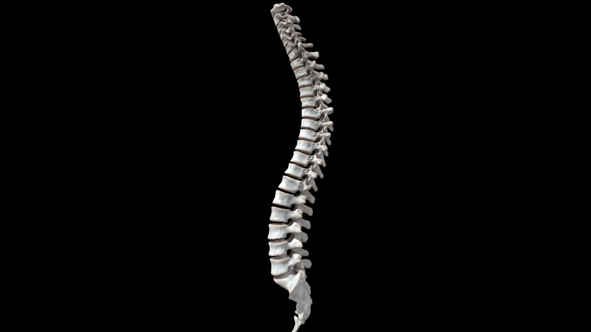 Spine - Buy Royalty Free 3D model by haibo (@haibo545001) [6fcd2c2 ...