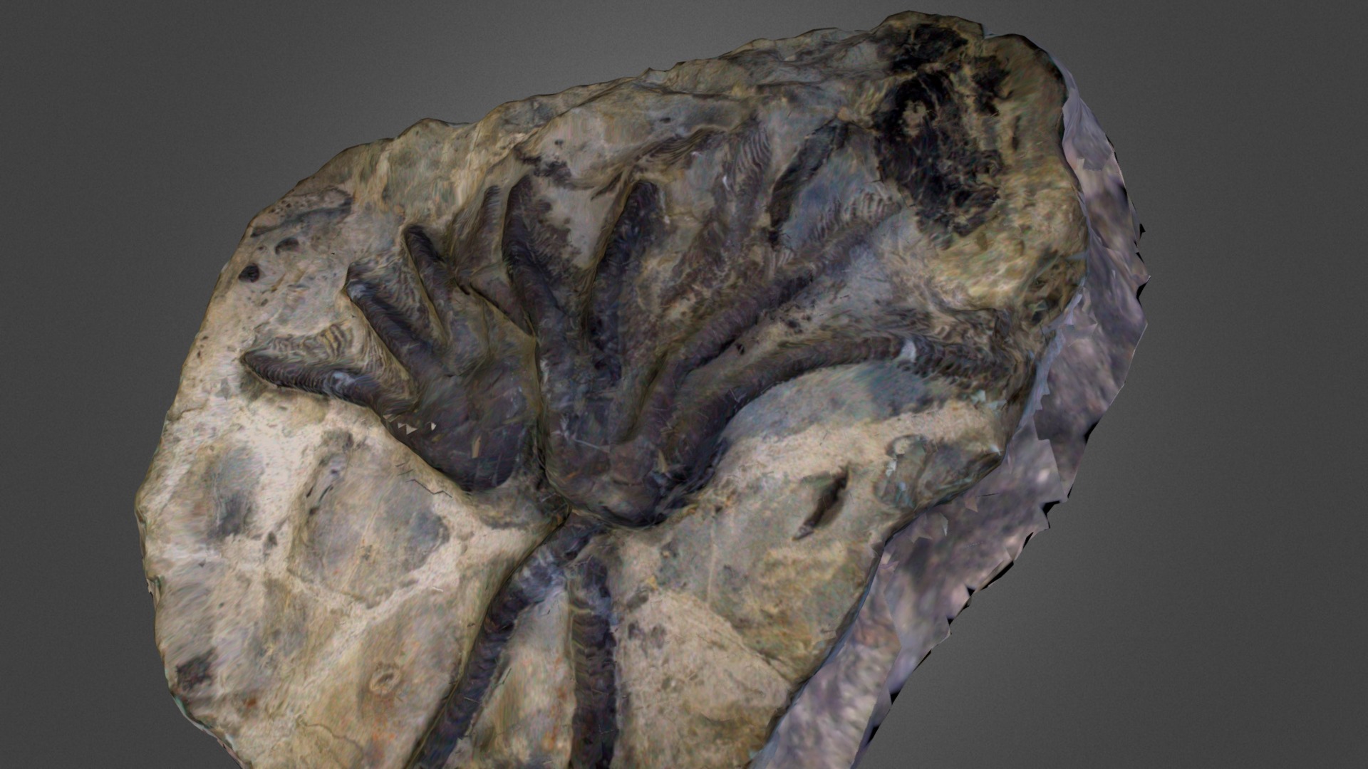 CRINOID - 3D model by 3D Fossils (@conqueror78) [6fcf3d0] - Sketchfab