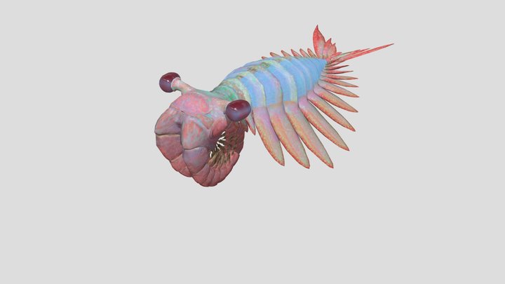 Anomalocaris 3D models - Sketchfab