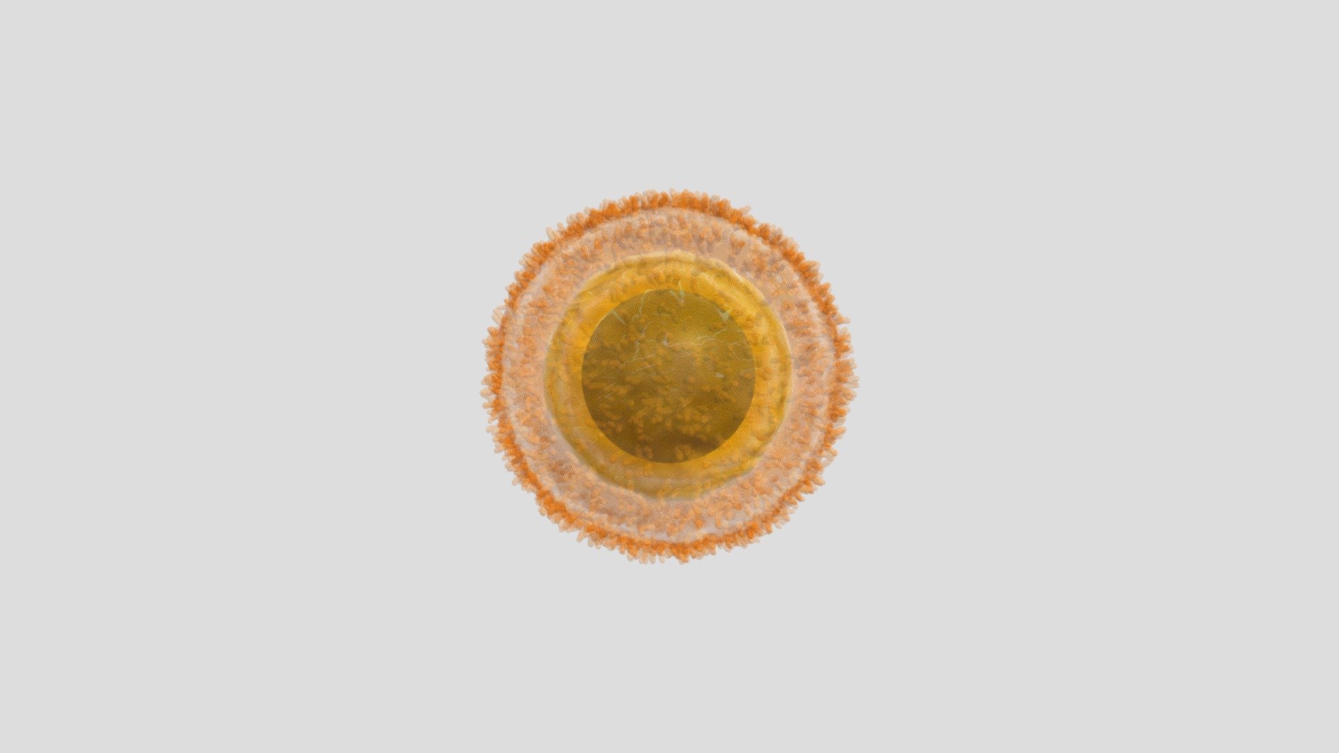 Oocyte - 3D model by Aditya Bobby (@Keysky) [6fd4f02] - Sketchfab