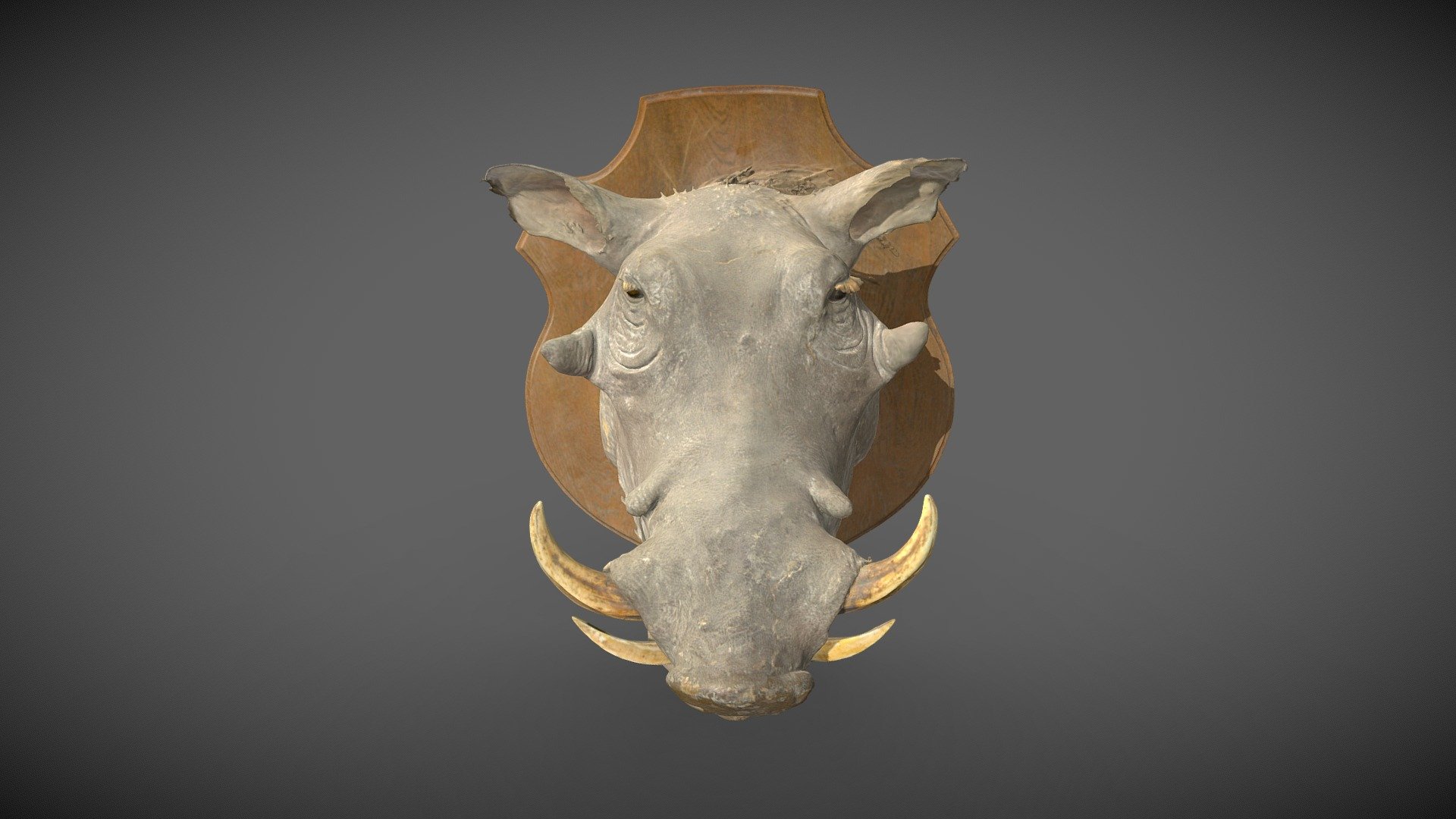 Trophée de phacochère du désert - Download Free 3D model by Alienor.org, Conseil des musées ...