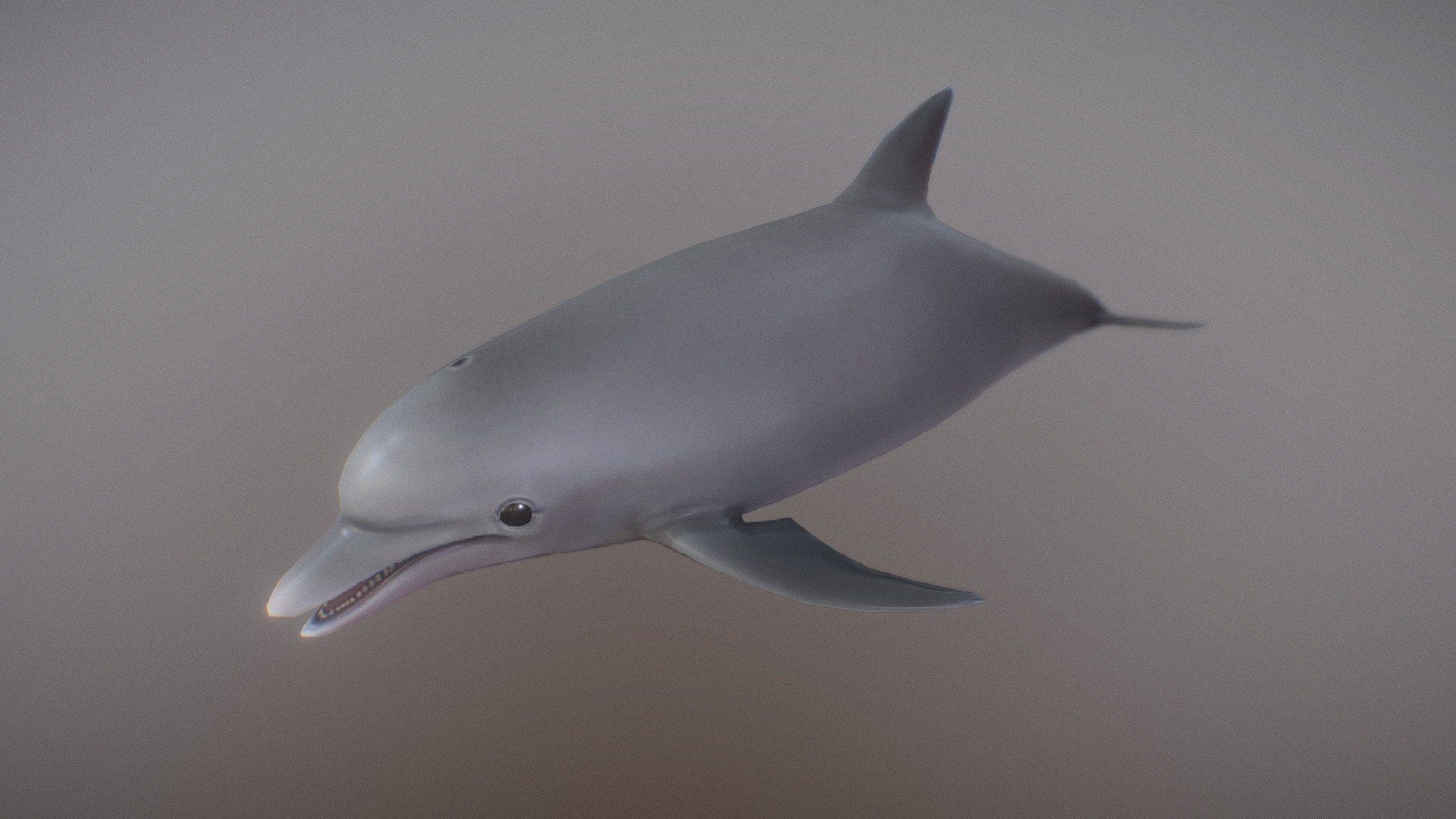dolphin - Buy Royalty Free 3D model by zawboo [6fe0545] - Sketchfab Store
