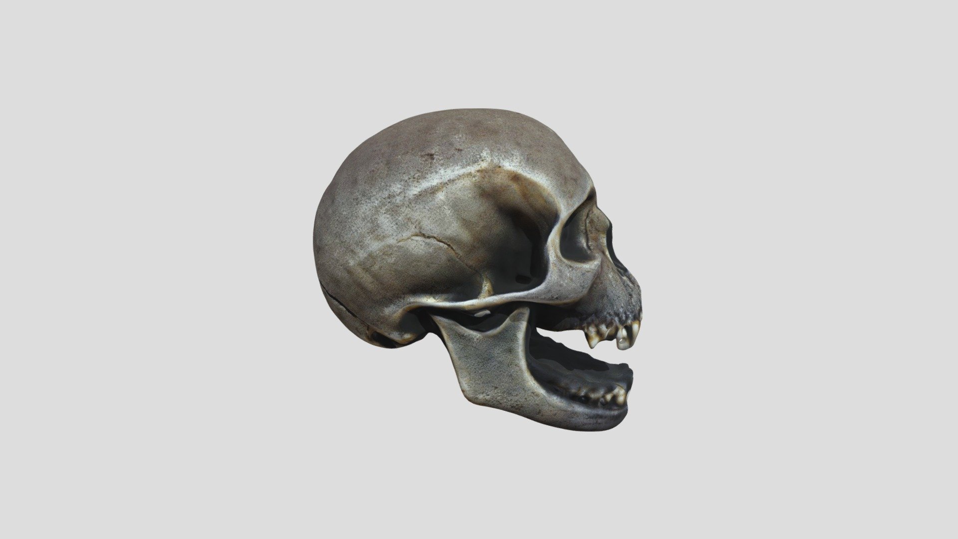 Animated Bearded Skull: Expressive Embrace - Download Free 3D model by ...