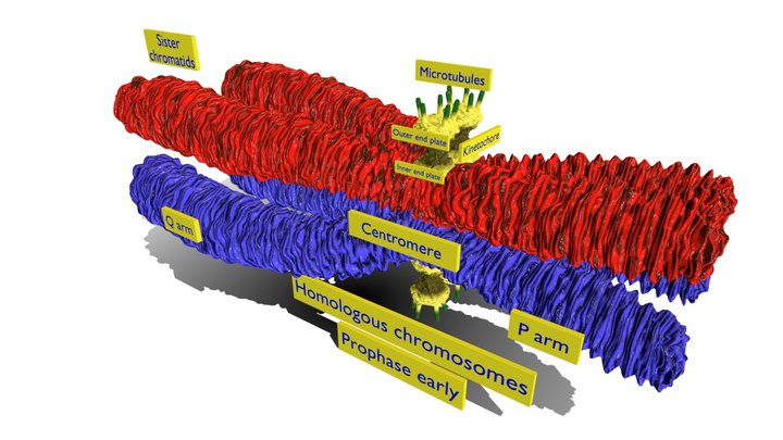 Chromosome 3D models - Sketchfab
