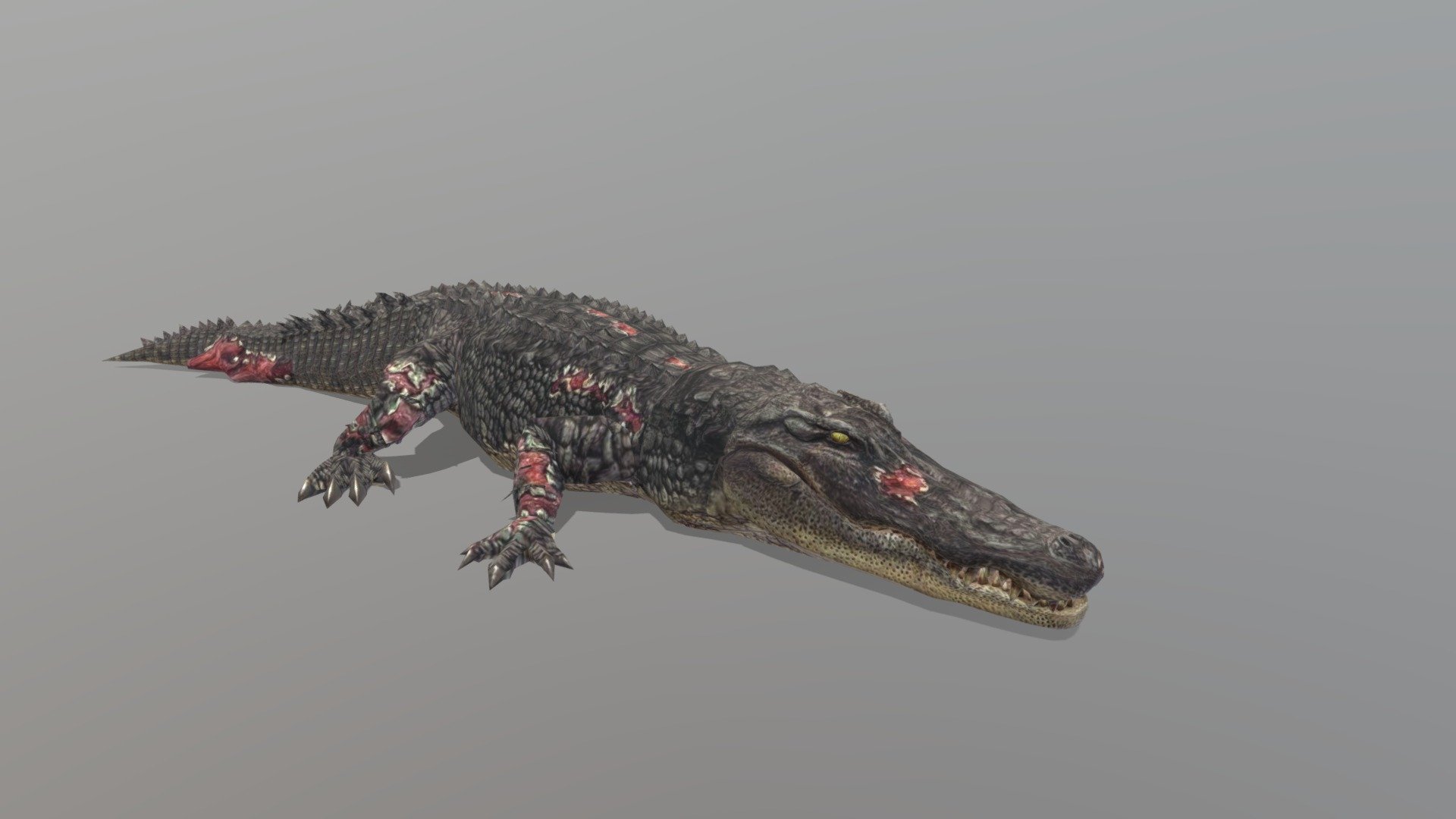 Alligator - Complete Animation - Buy Royalty Free 3D model by Lahcen.el ...