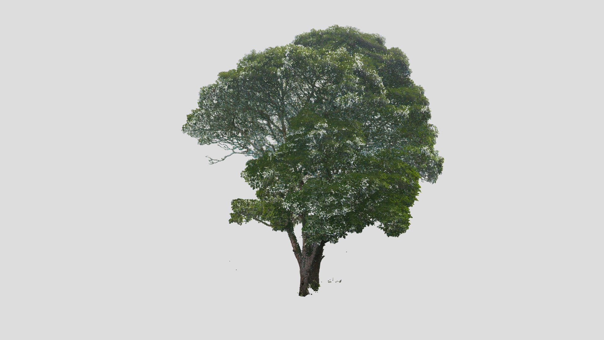 Tree Point Cloud - Buy Royalty Free 3D model by magnum_opus (@tree ...