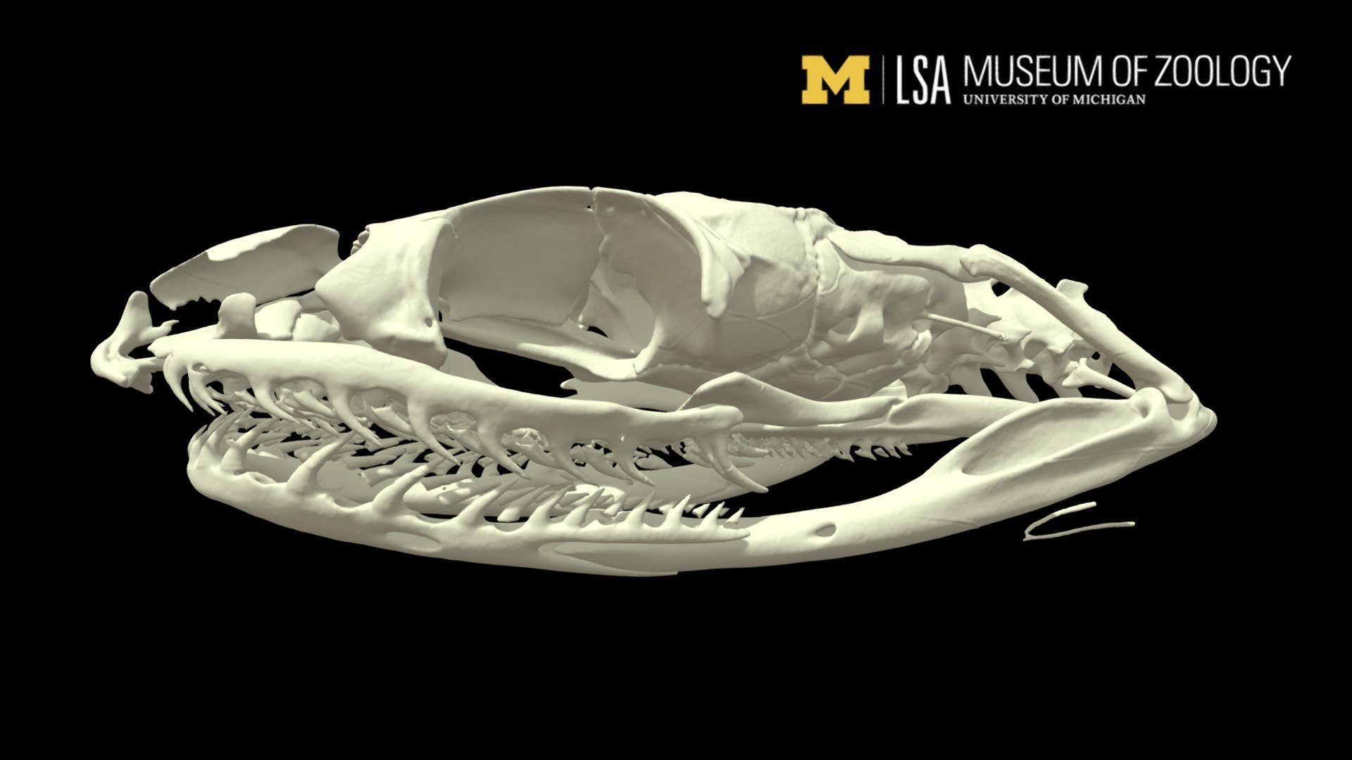 Southwestern Night snake skull - 3D model by Michigan Herpetology (UMMZ ...