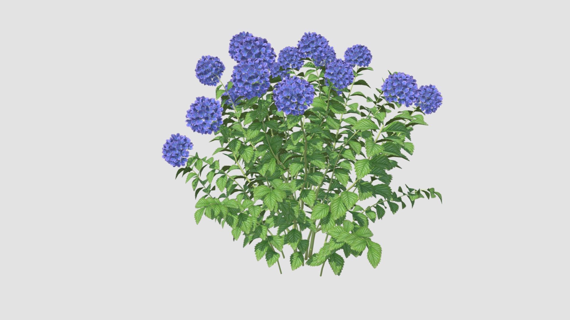 Hydrangea Plant - Buy Royalty Free 3D model by Evermotion [6feda36] - Sketchfab Store