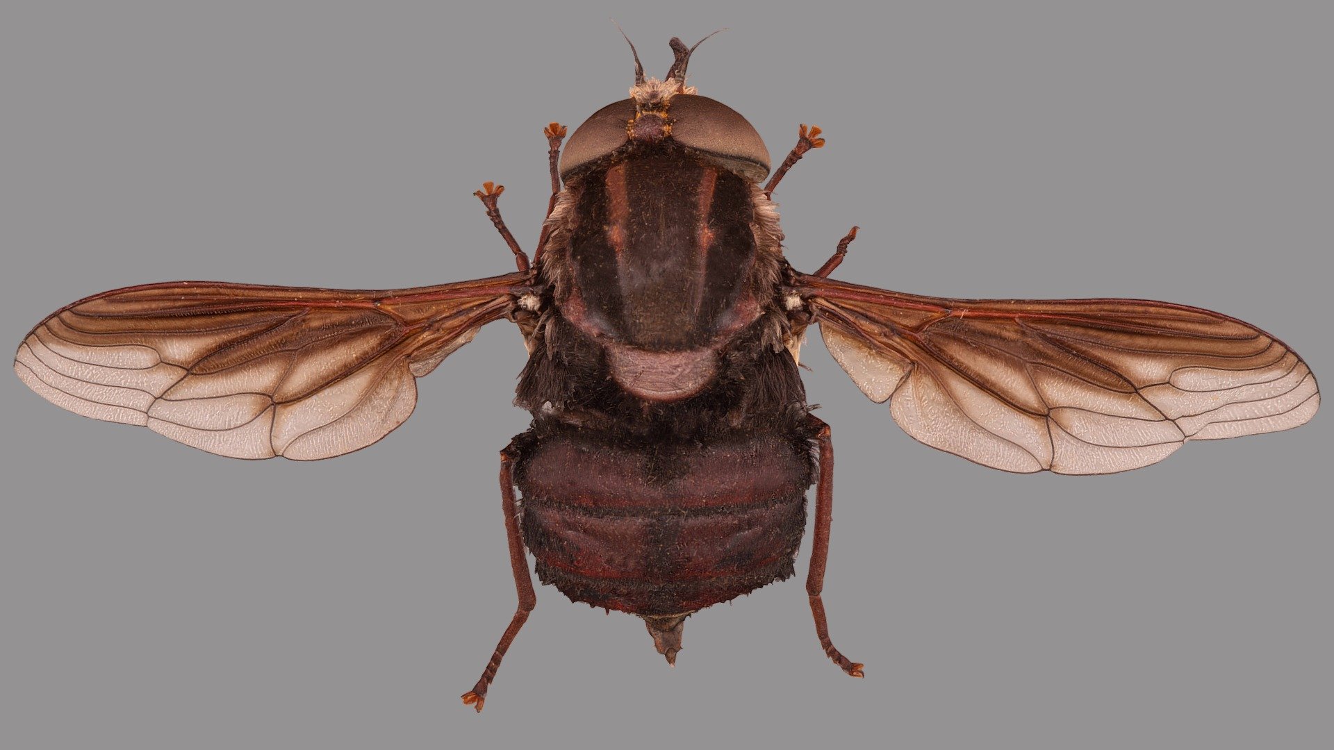Nemestrinidae sp - 3D model by VirNat [6ff0ee0] - Sketchfab
