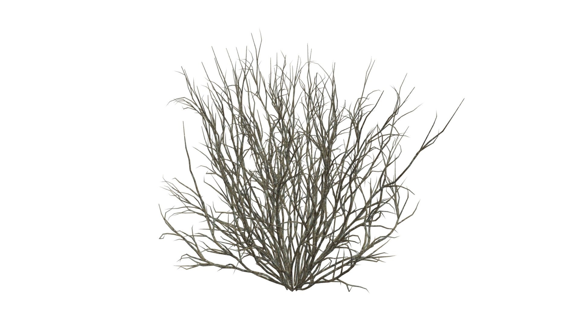 Broom Snakeweed #02 - Buy Royalty Free 3D model by meshshape [6ff1ee7 ...