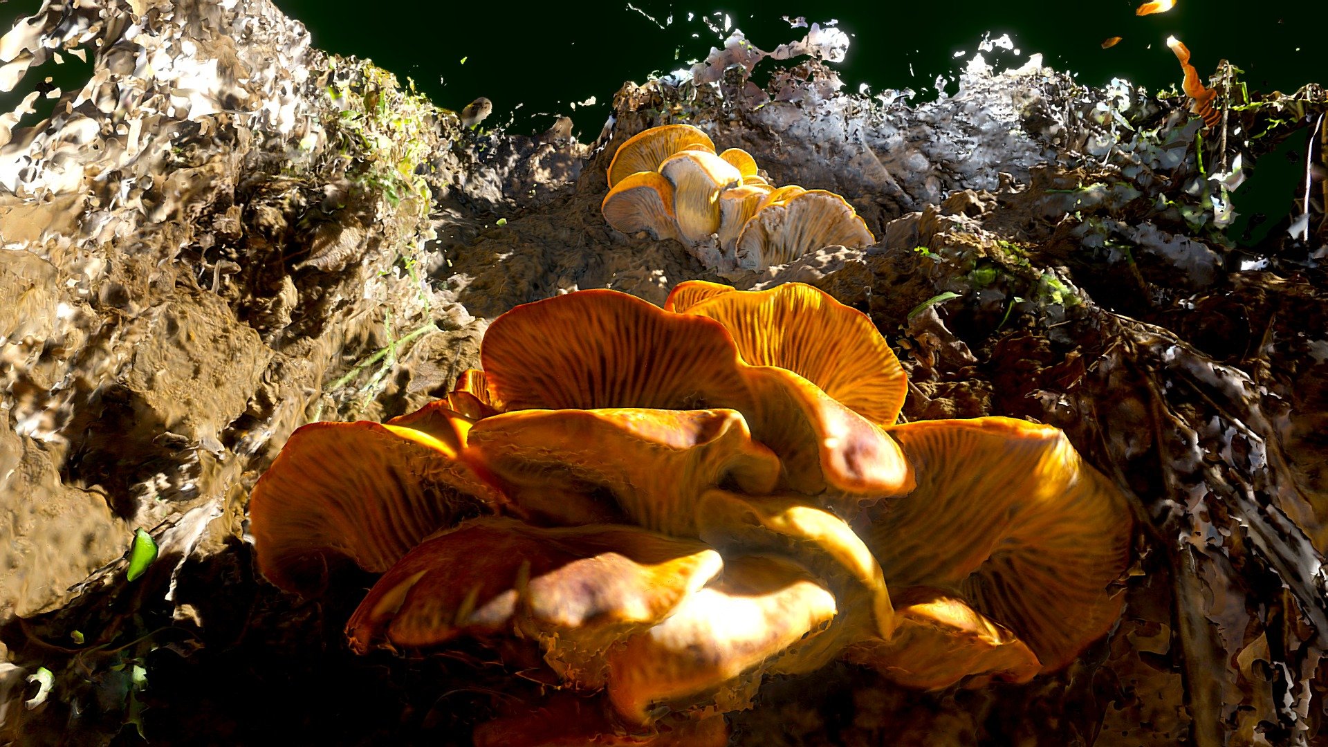 Jack-o-lantern Mushroom - Buy Royalty Free 3D model by John Toeppen ...