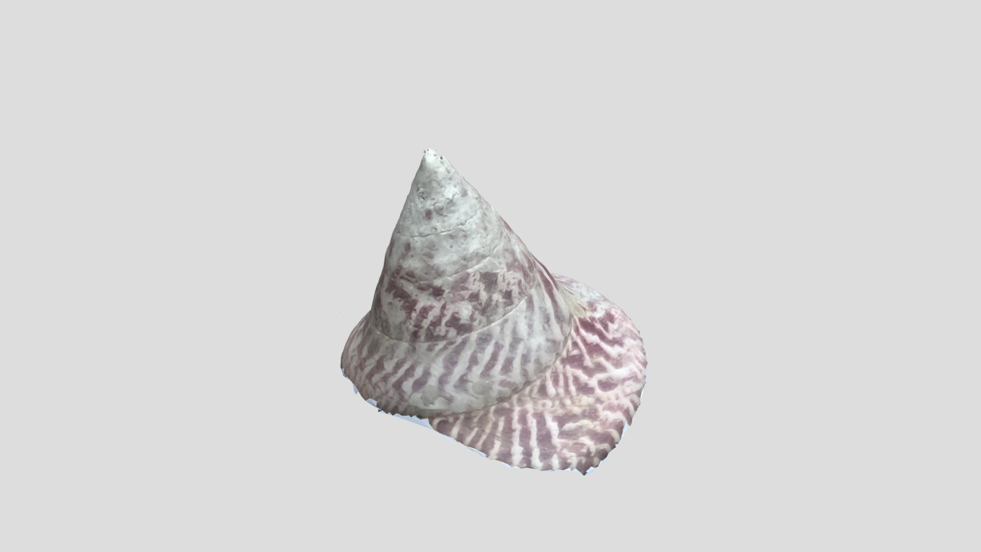ShellModel1 - 3D model by photogrammetry123 [6ff3310] - Sketchfab
