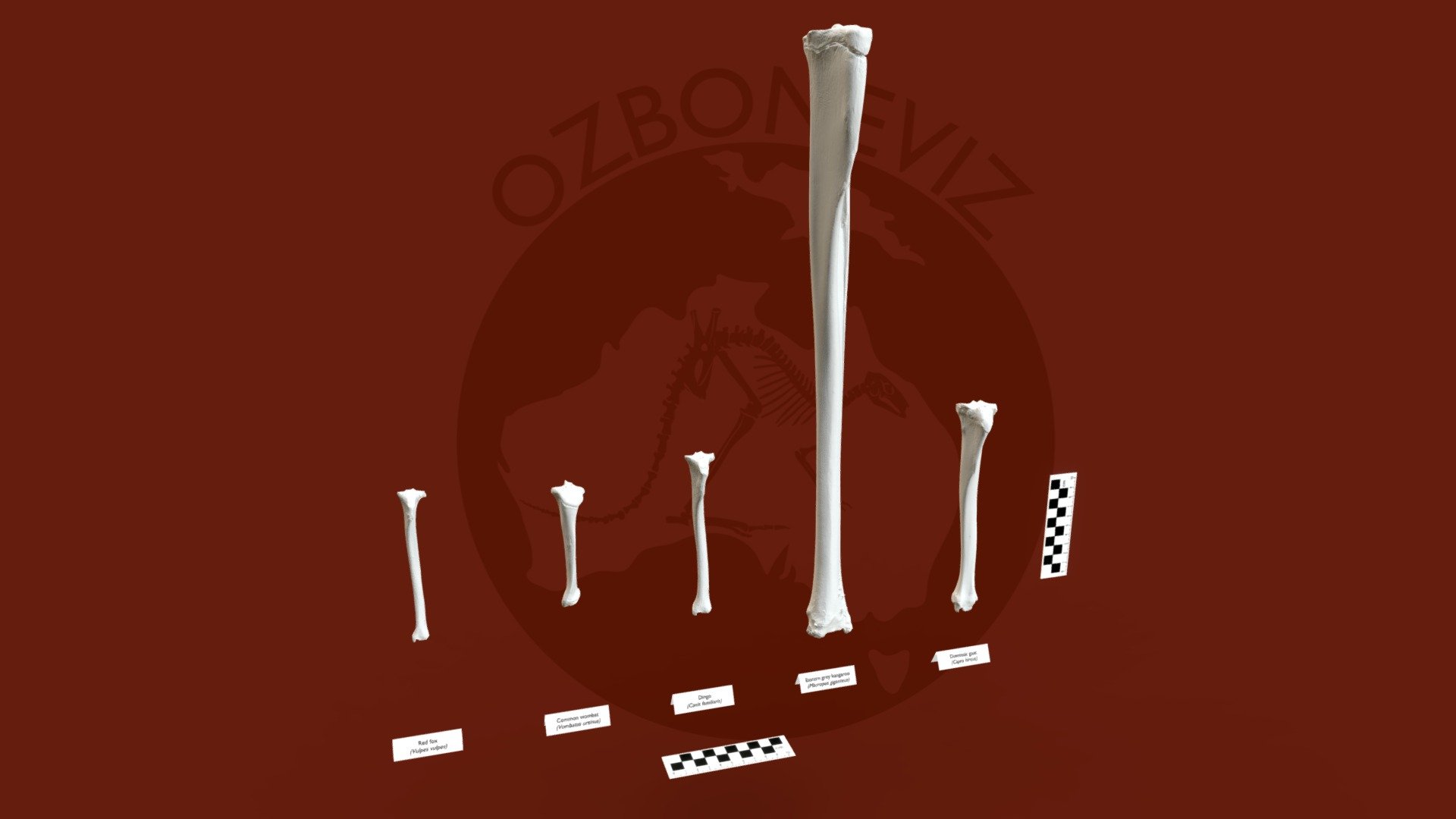 Medium mammal tibia - 3D model by Ozboneviz [6ff81d4] - Sketchfab