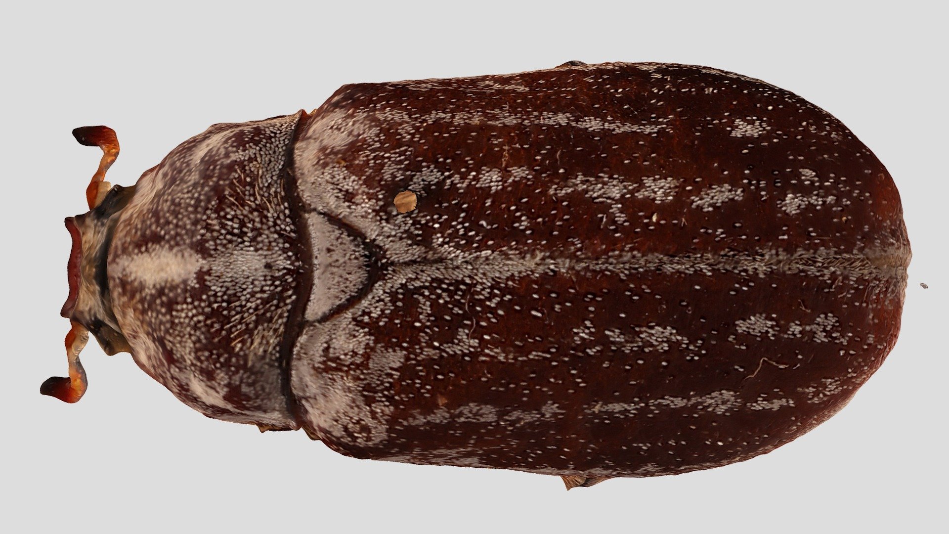 YPM ENT.626342 Coleoptera: Polyphylla erratica - Download Free 3D model ...