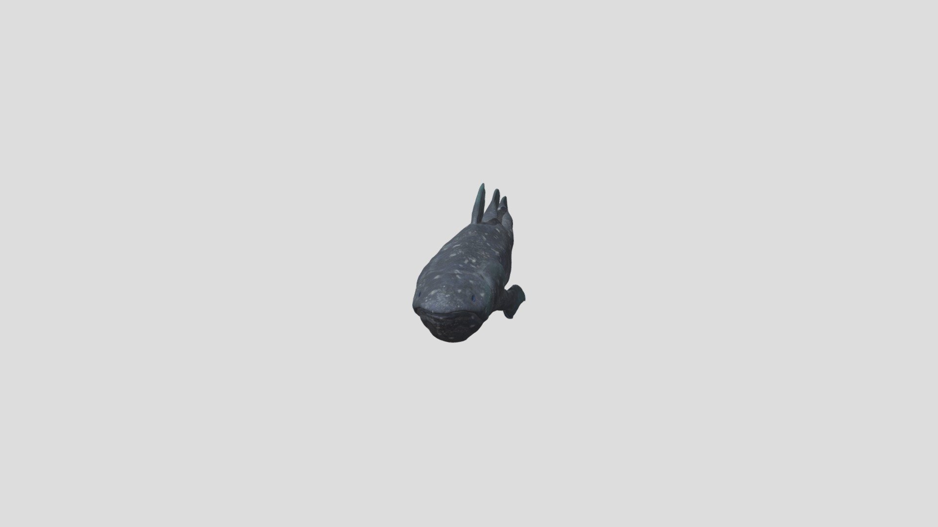 Coelacanth swimming - Download Free 3D model by windu101 [6ffcdbc ...