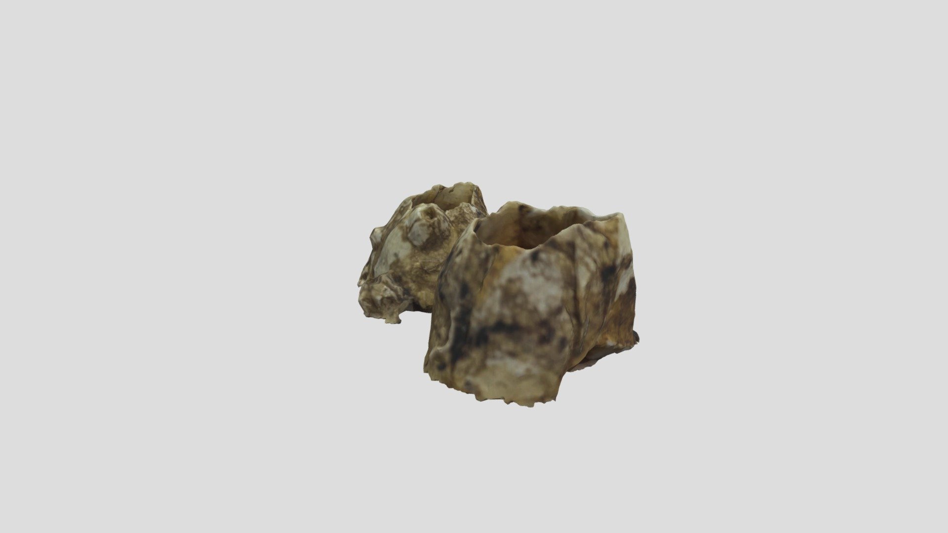 Barnacle (Balanus hameri) - Download Free 3D model by squireM [6fffada ...