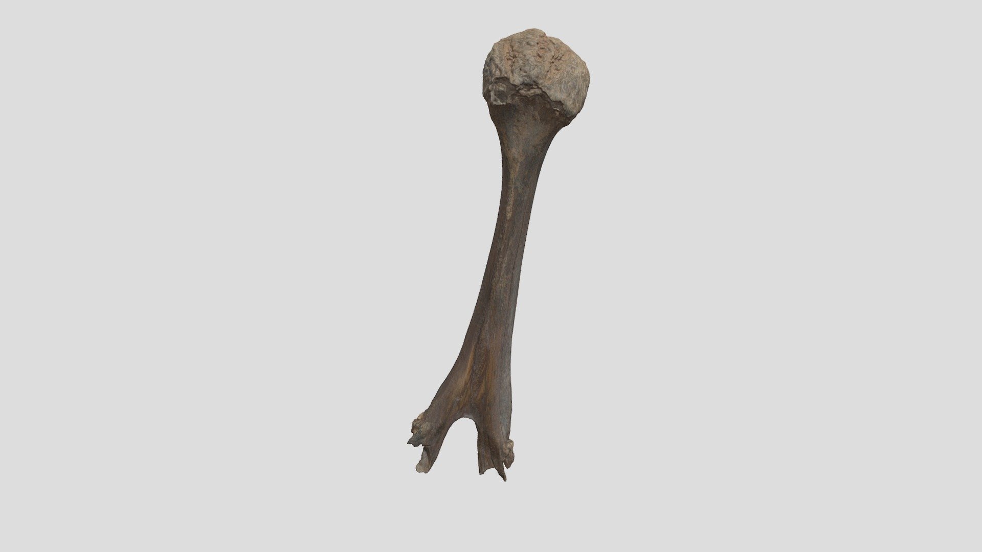 Mastodon Thoracic Vertebra Epiphysis - 3D model by UIPaleoRepository ...