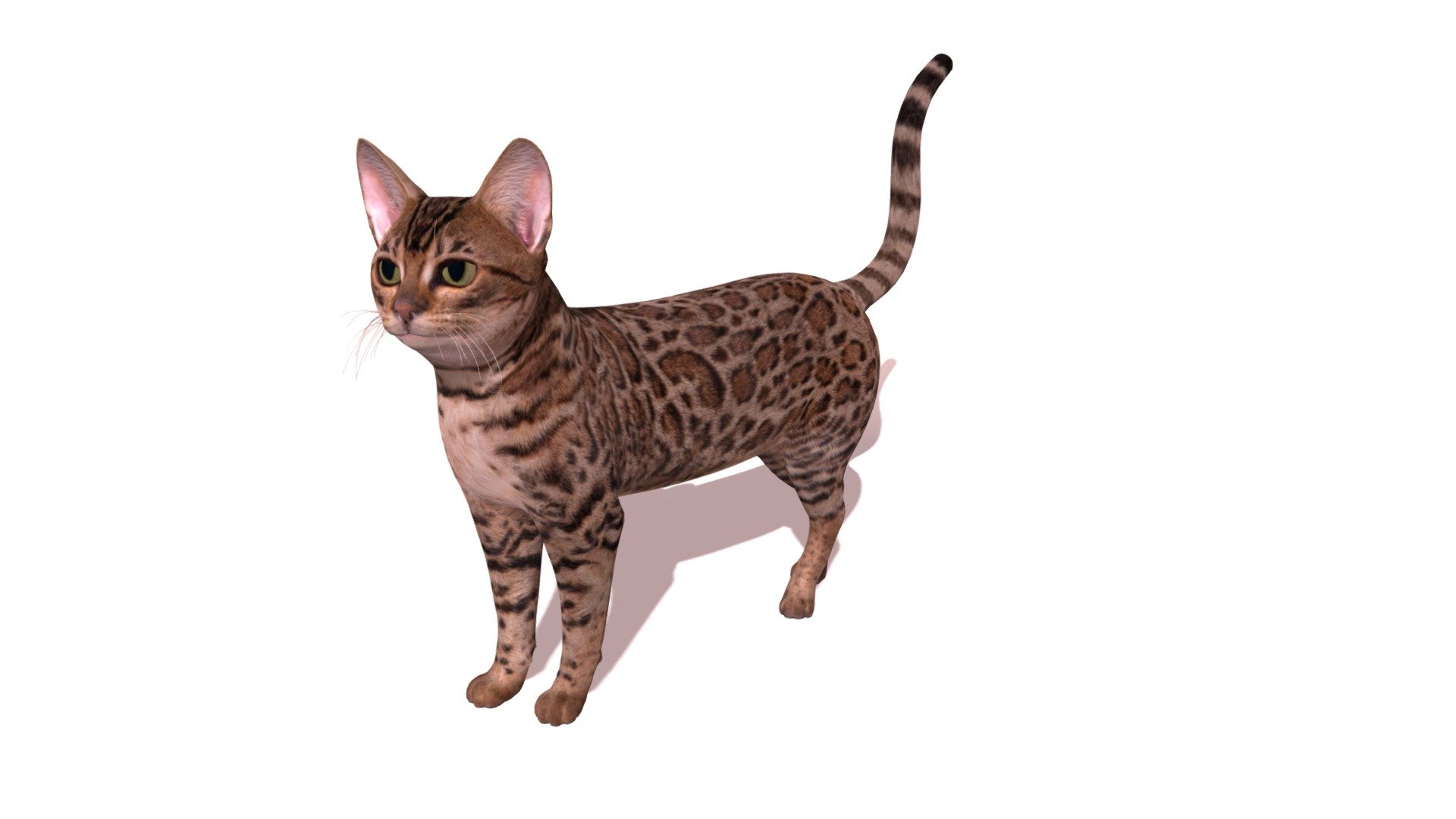 Bengal cat by Yaroslav Dorofeev - Download Free 3D model by 3dYaroslav ...
