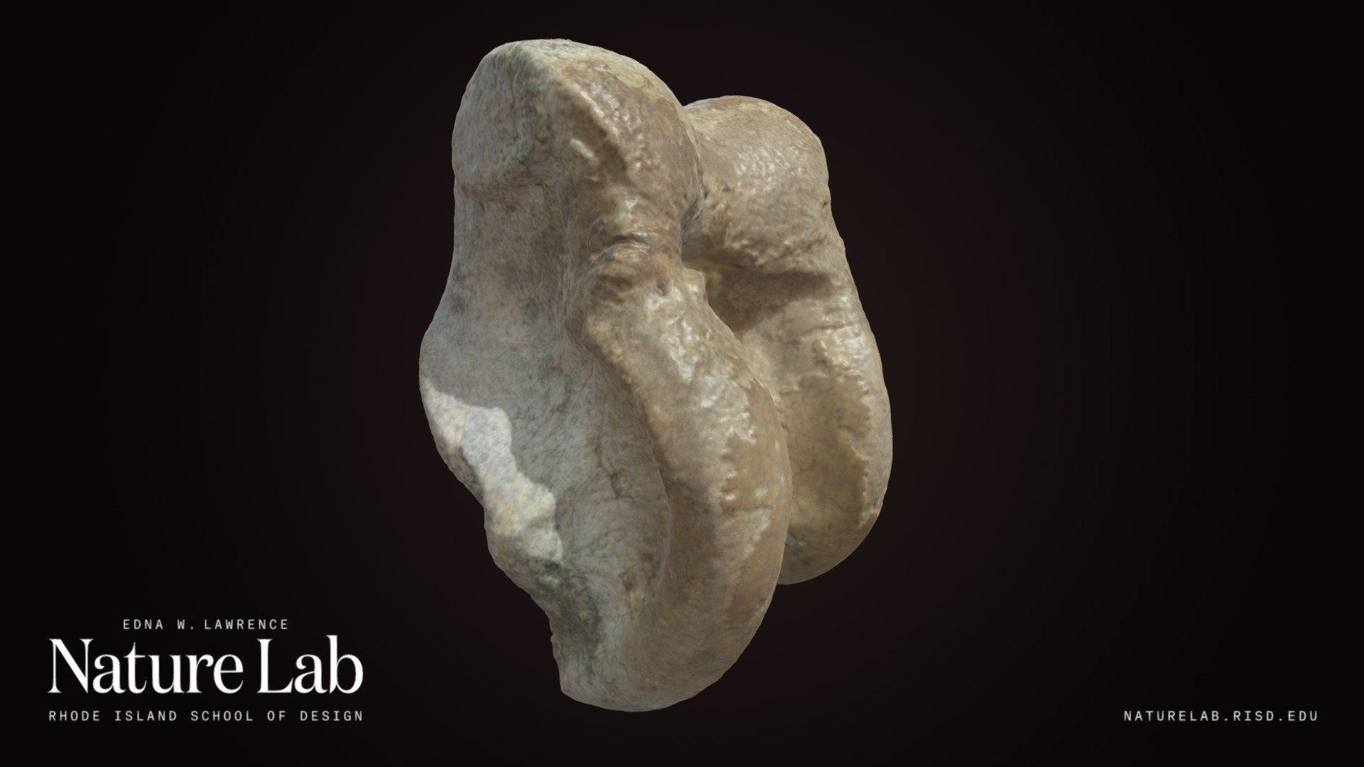 Cow Astragalus - Download Free 3D model by RISD Nature Lab ...