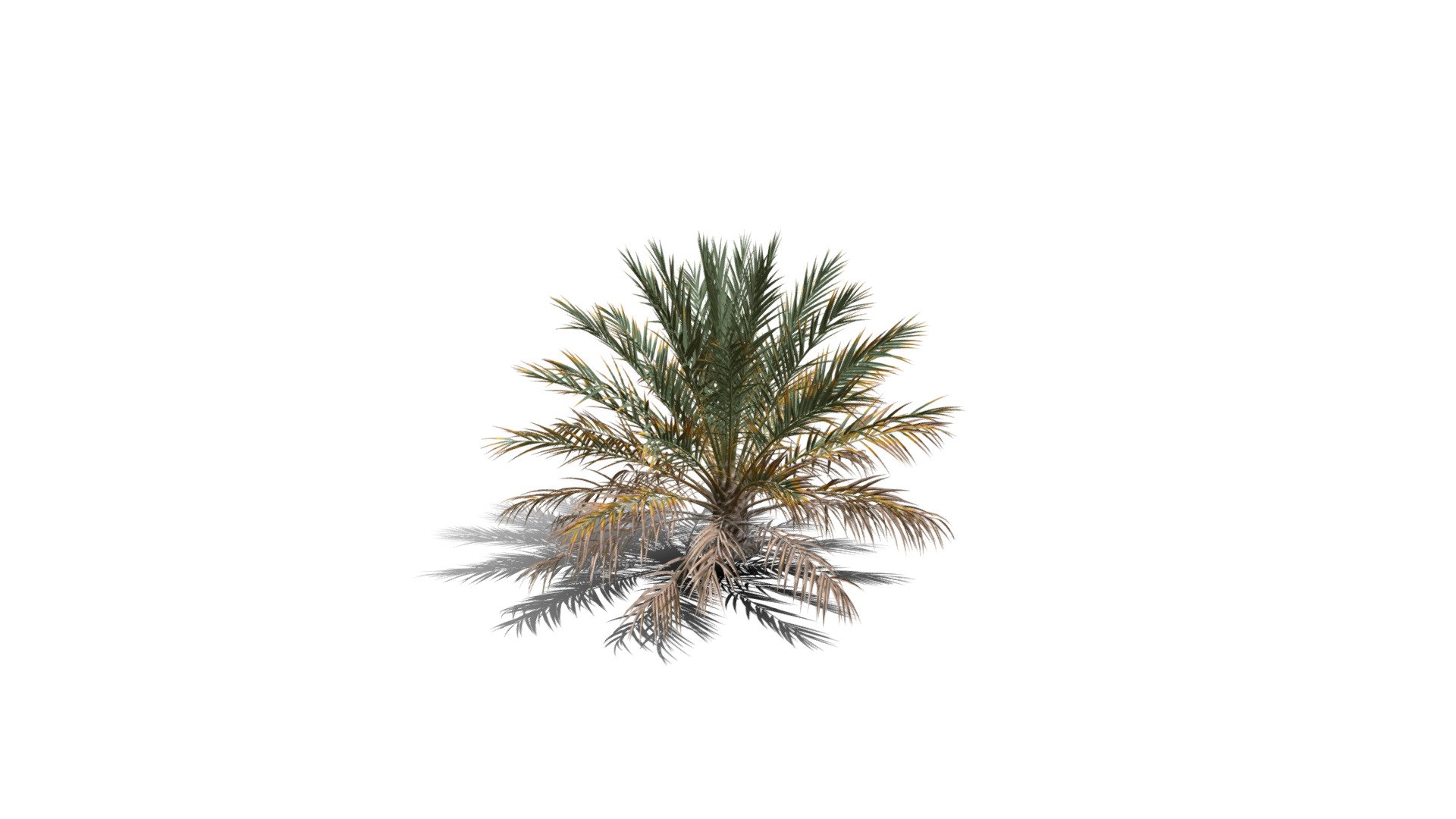 Realistic HD Date palm (50/78) - Download Free 3D model by PlantCatalog ...