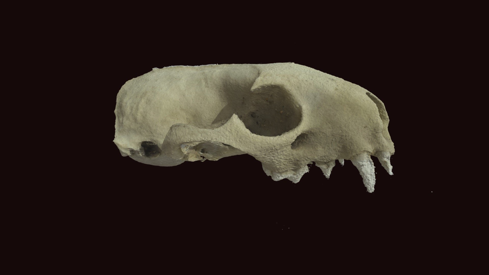 Skull-2 - 3D model by dah [7010560] - Sketchfab