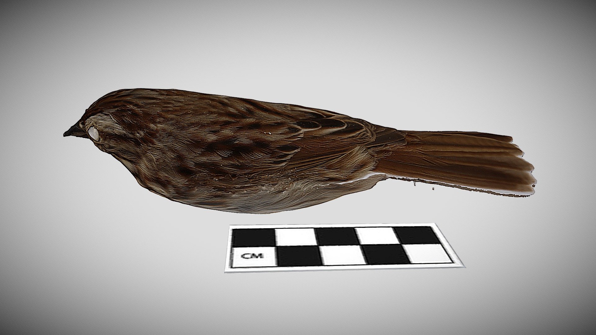 Sparrow with Scaled Ruler (photogrammetry) - Download Free 3D model by ...