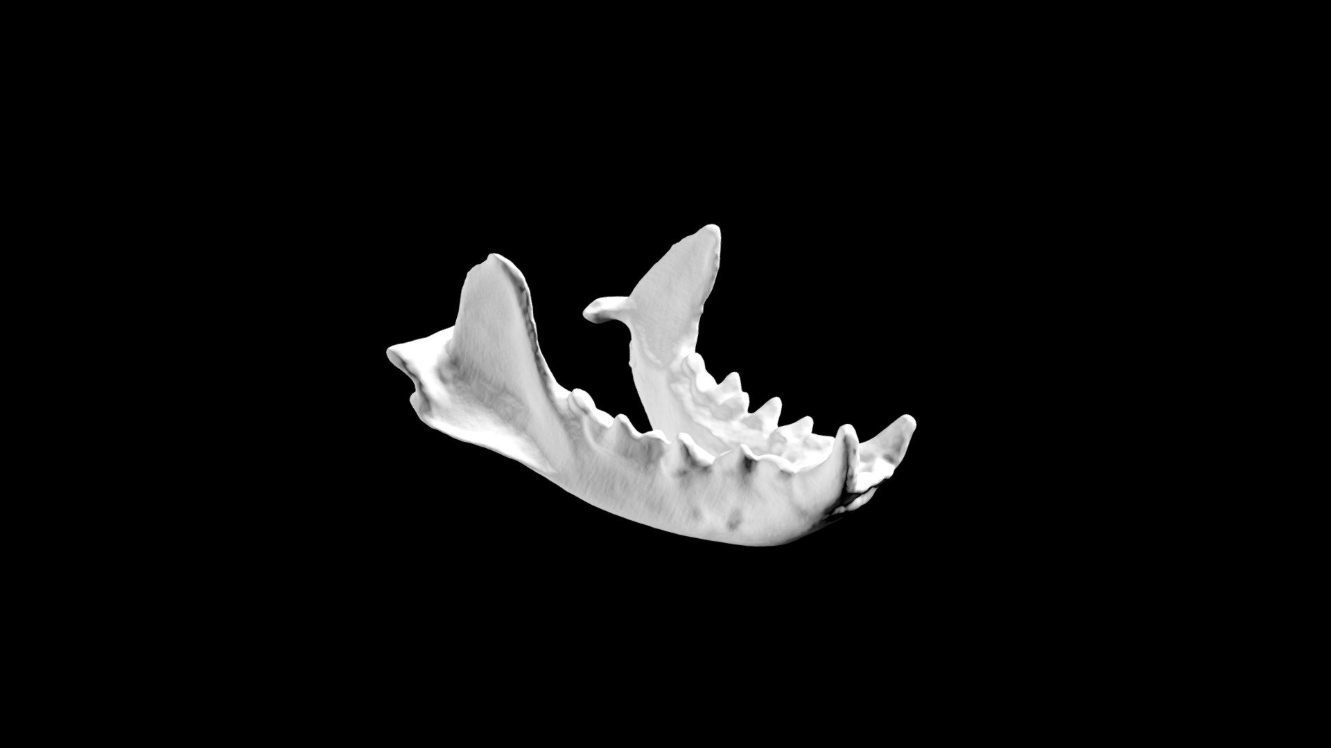 Mink Mandible - Download Free 3D model by Eric Bauer (@ebauer4 ...