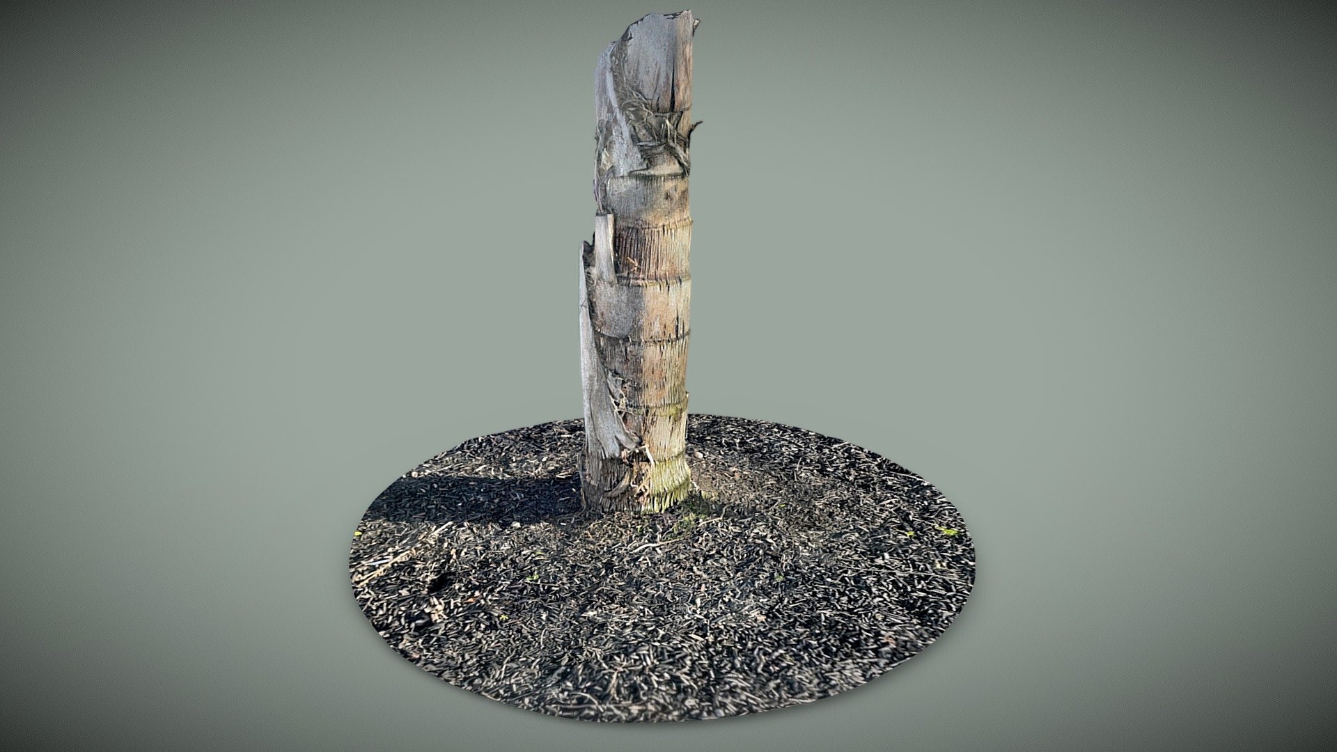 Tree Trunk - Download Free 3D model by jtressle [7021062] - Sketchfab