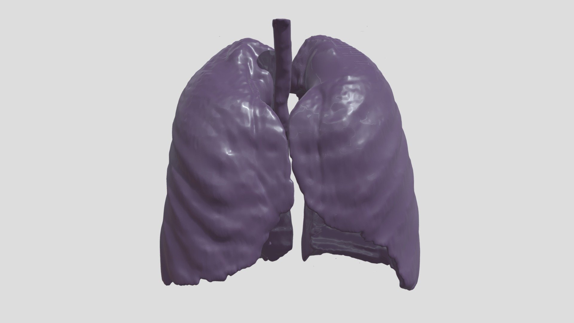 Pulmones - Download Free 3D model by alebogino [7026347] - Sketchfab