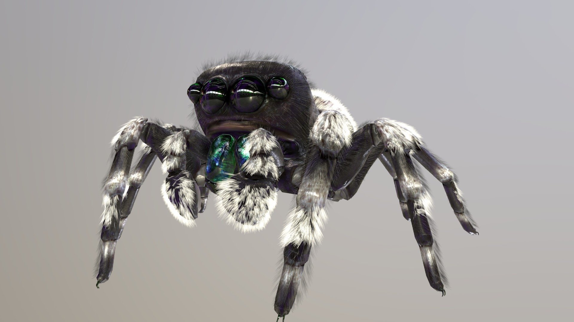 Black jumping spider - Buy Royalty Free 3D model by Boycraft [702c2e9 ...