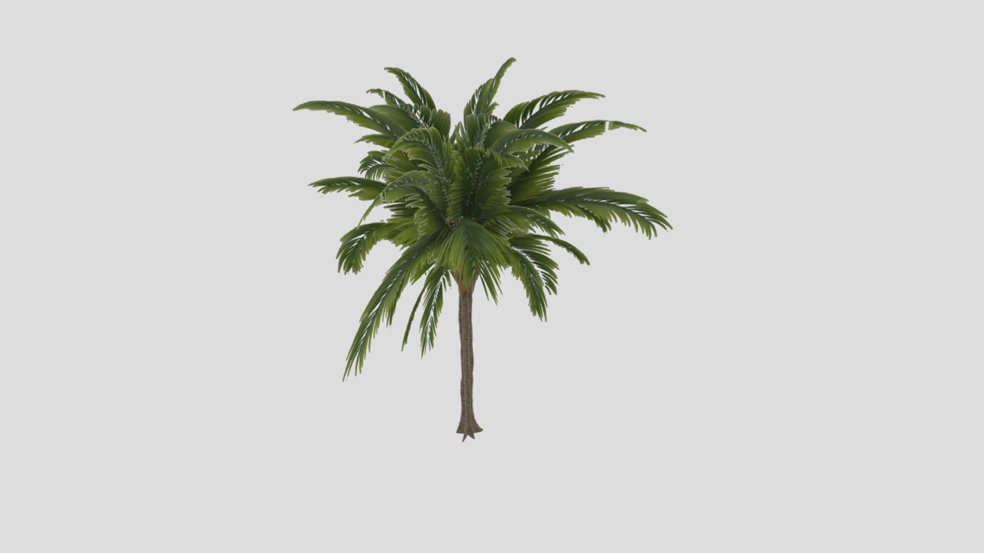 Palm Tree - Download Free 3D model by saqib24 [702f012] - Sketchfab