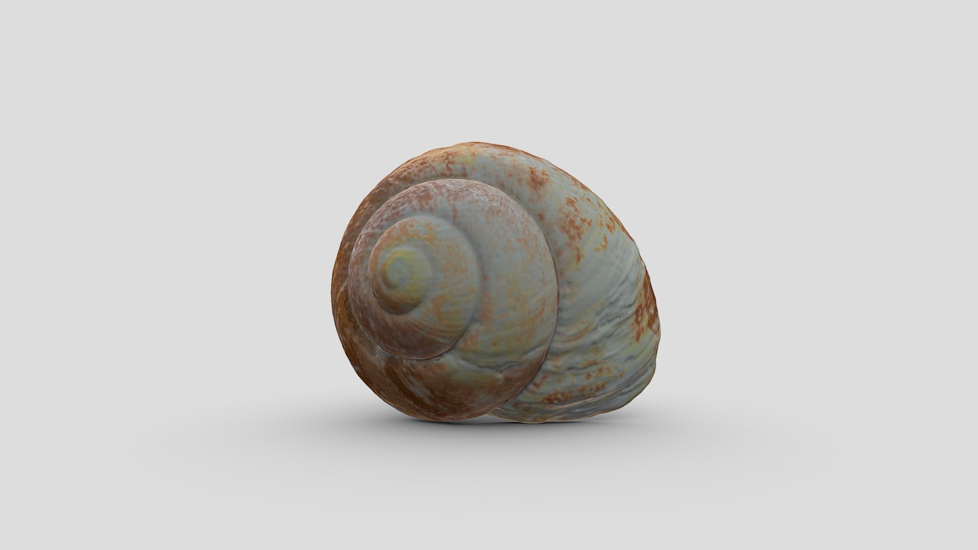 Snail Shell 01 - 3D model by redhaus [70313f9] - Sketchfab