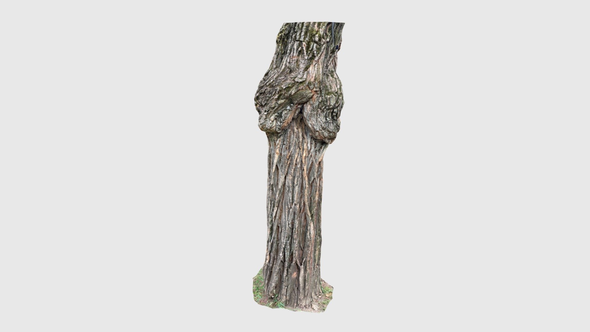 3d tree scan detail - Download Free 3D model by Paul-Cristian Muresan ...