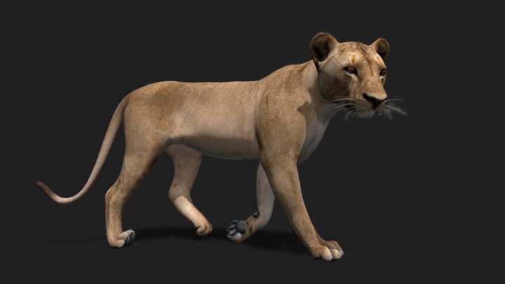 Lioness 3D models - Sketchfab